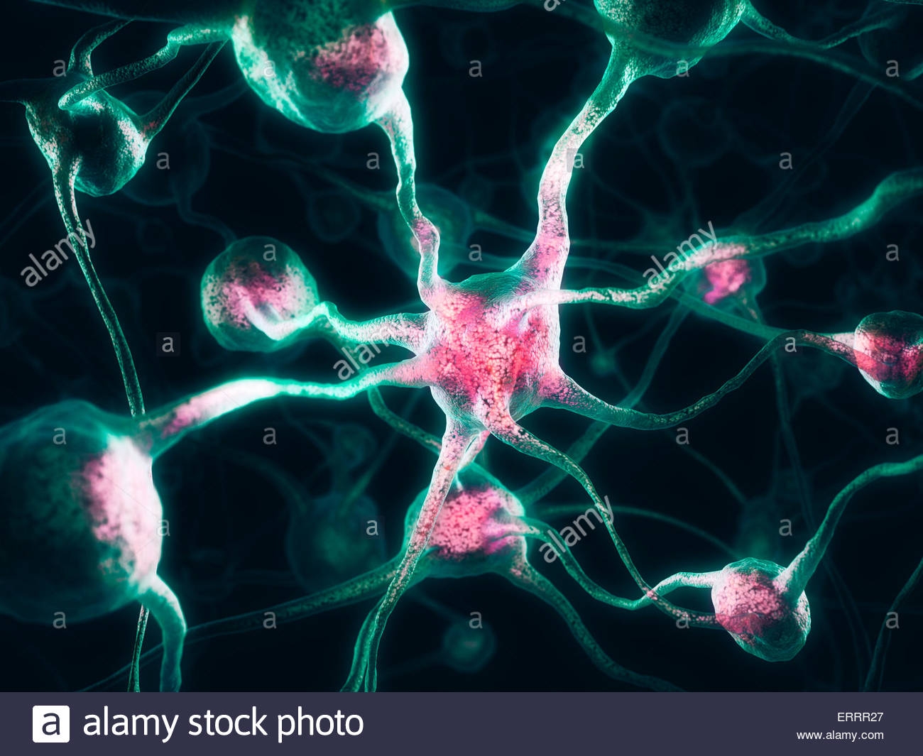 Neuro lexique : Le Système Nerveux Central