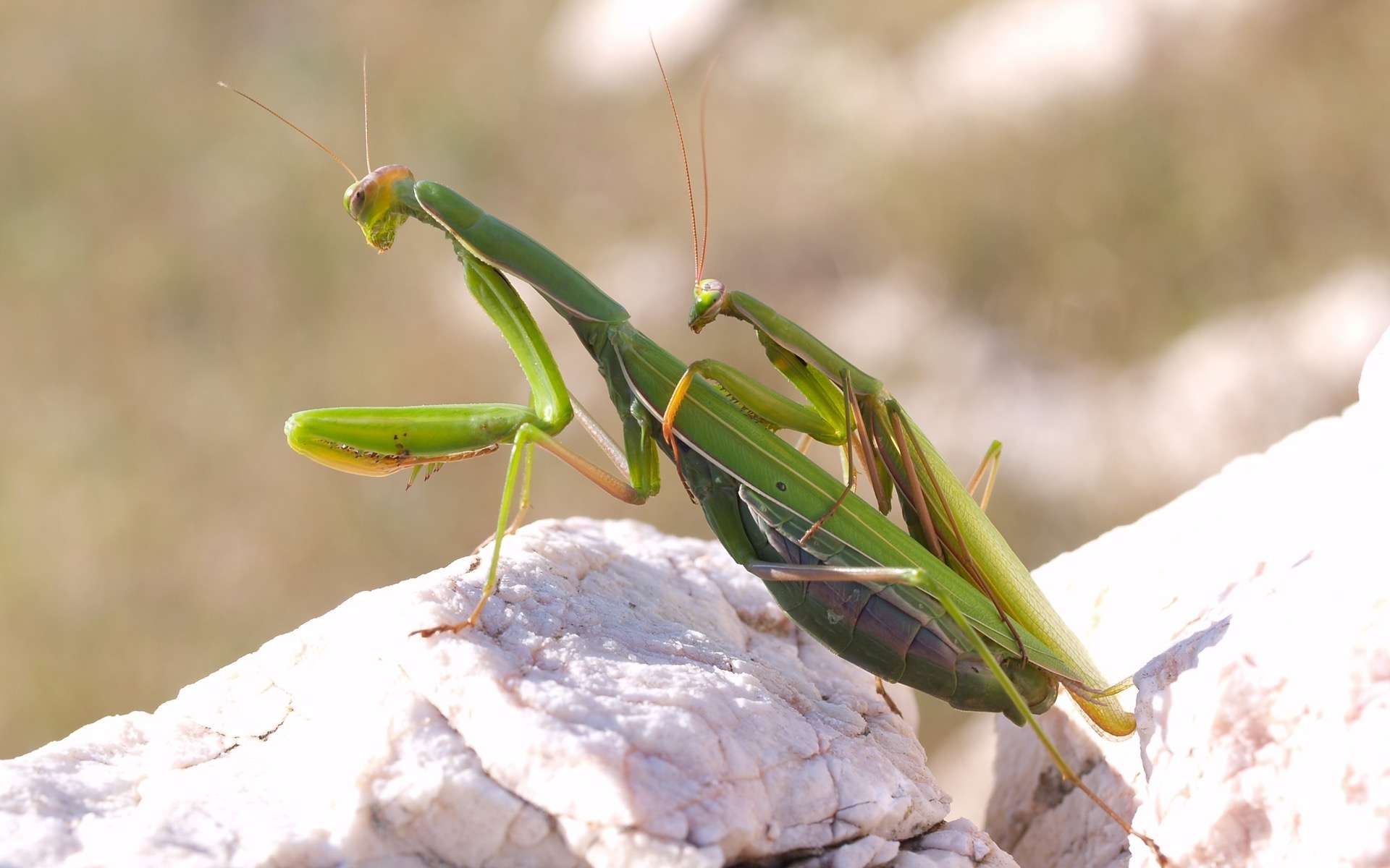 Comment la mante religieuse mange son partenaire pendant l'accouplement